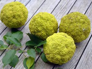 توت آمریکایی چیست و چه کاربردی دارد؟ - اکسیر دانش آبادیس